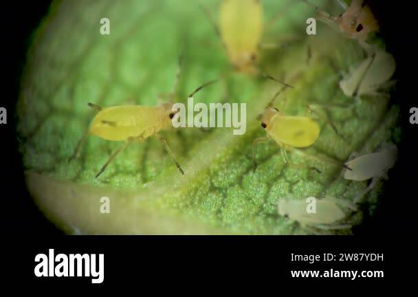 Aphid under a microscope, Aphididae - aphid superfamily (Aphidoidea ...