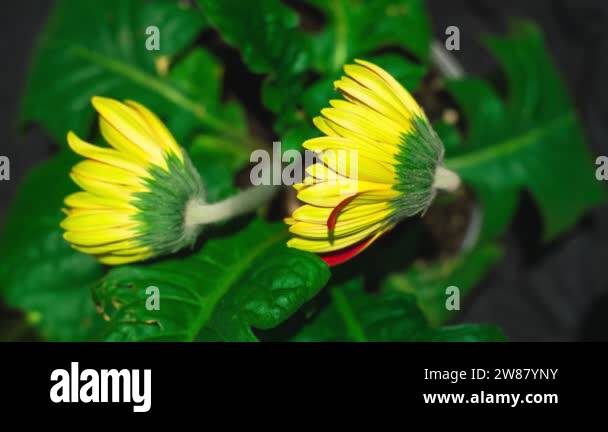 Side of flower Stock Videos & Footage - HD and 4K Video Clips - Alamy