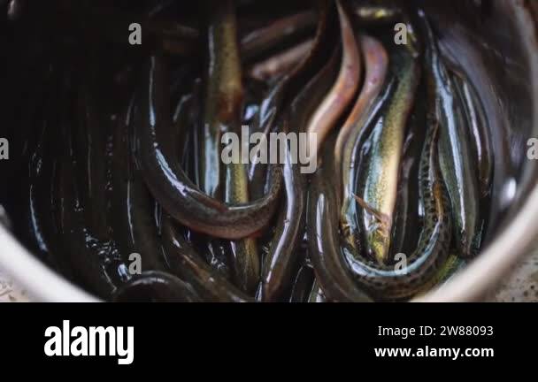 Eel bucket Stock Videos & Footage - HD and 4K Video Clips - Alamy