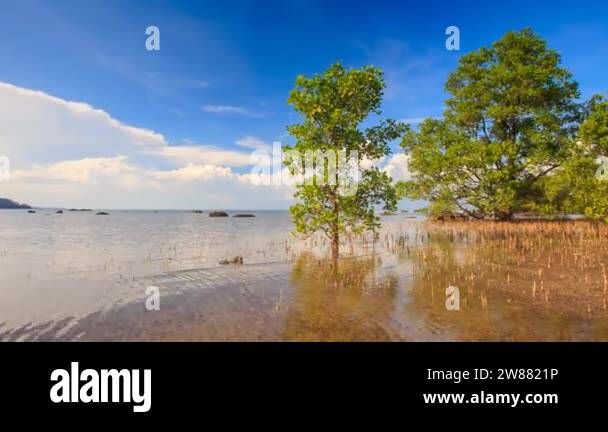 Green tree in water Stock Videos & Footage - HD and 4K Video Clips - Alamy