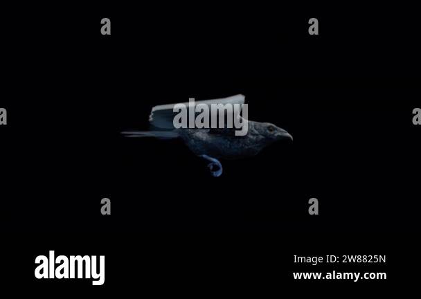 Crow Flying Loop Animation on Transparent Background Ultra HD 4K Stock ...
