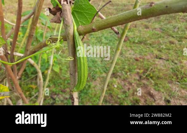 Luffa acutangula. Its other names angled luffa,Chinese okra,dish cloth ...