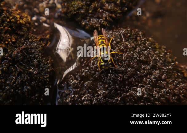 European yellow wasp drinks water among moss. Also called German ...