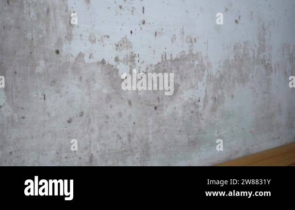 Toxic black mold inside living building. Growth and reproduction on the ...