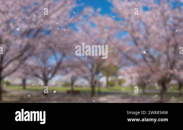 Cherry blossoms with background falling particles motion graphics Stock ...