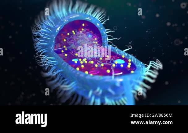 Structure of a bacterial cell with lot of flagellum, having or being ...