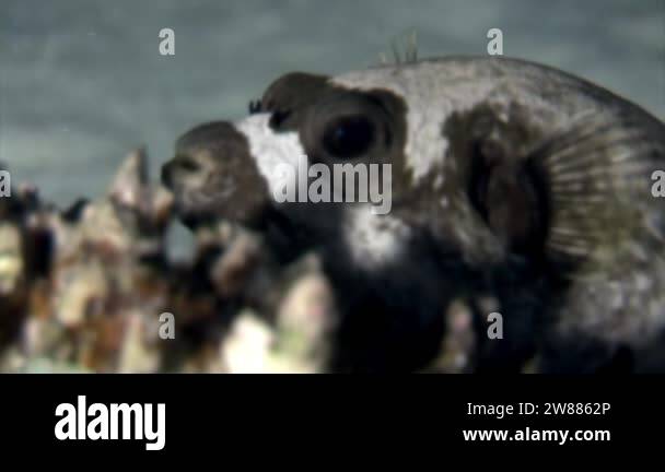 Actinopterygii Puffer boxfish fish with white in corals in search of ...