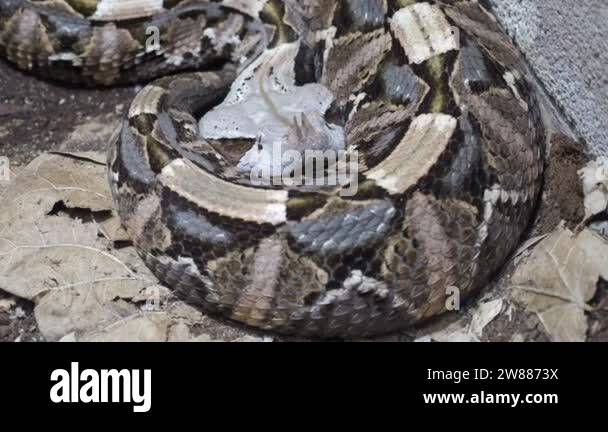 West African Gaboon Adder Stock Videos Footage Hd And 4k Video
