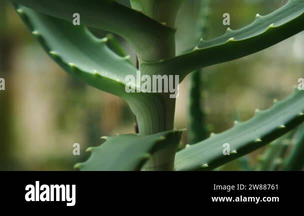 Short stalk or stem Stock Videos & Footage - HD and 4K Video Clips - Alamy