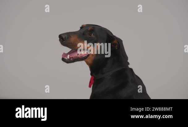 side view of adorable Dobermann dog wearing red bowtie around neck ...