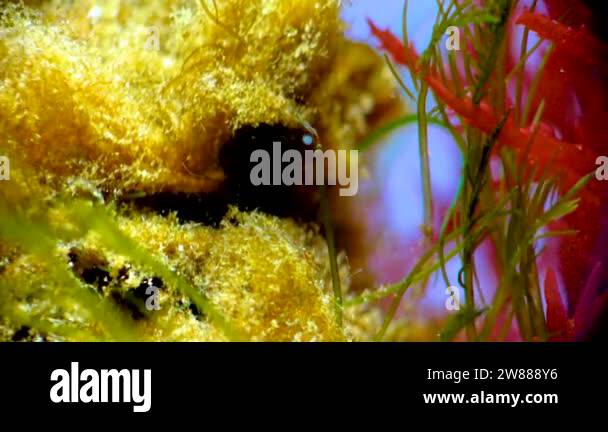 Crustacean Balanus sp. catches plankton among algae, Black Sea Stock ...