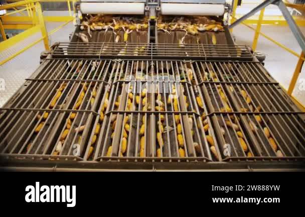 corn. Corn processing factory. automated process of cleaning corn cobs ...