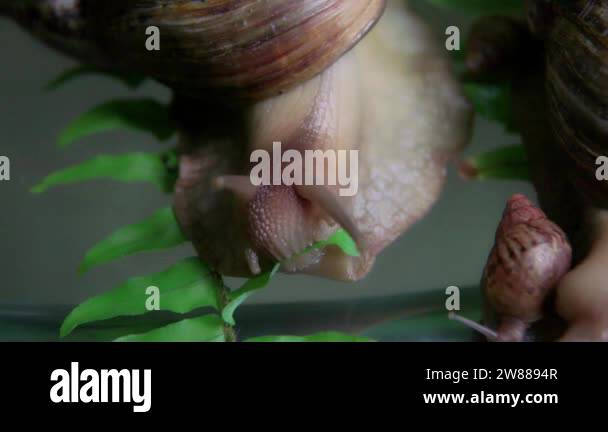 Clam leaf Stock Videos & Footage - HD and 4K Video Clips - Alamy