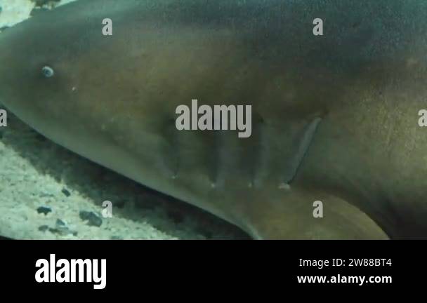 Blue shark fins Stock Videos & Footage - HD and 4K Video Clips - Alamy