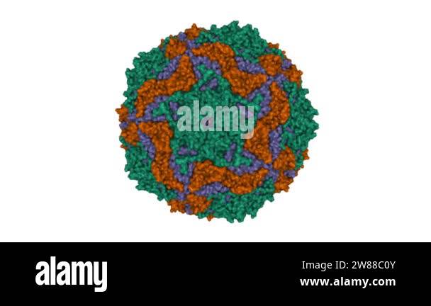 Structure of parvovirus B19 (green) decorated with Fab molecules from a ...