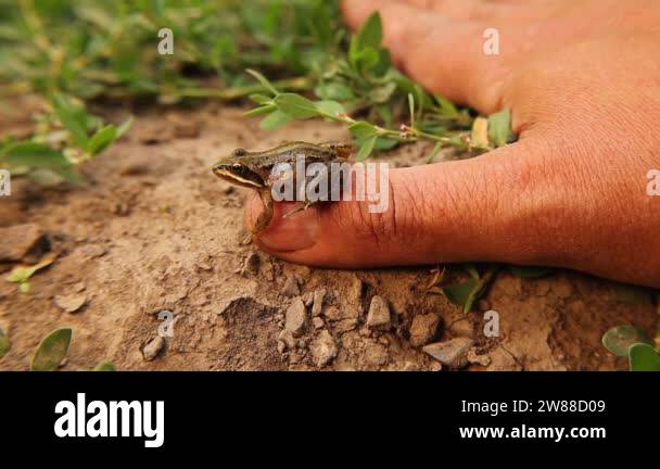 Toad frog aquatic amphibian Stock Videos & Footage - HD and 4K Video ...