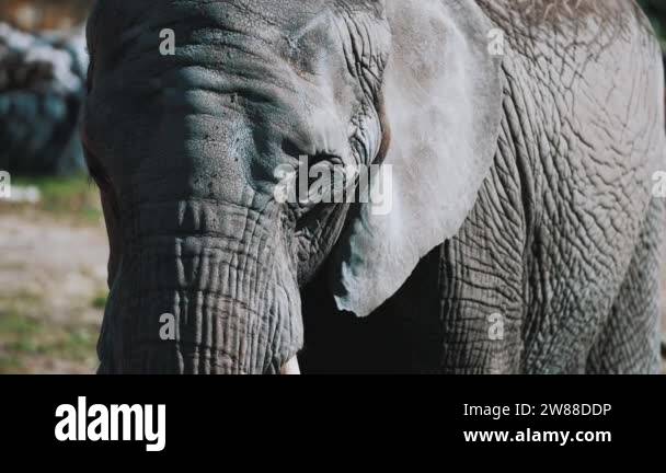 African elephant ear skin detail Stock Videos & Footage - HD and 4K ...