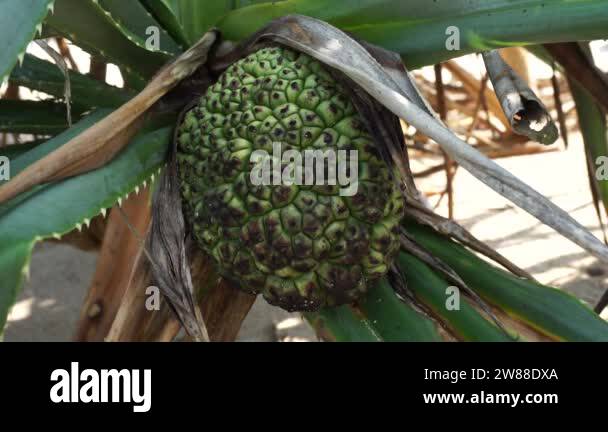 Fragrant Screwpine fruit (Pandanus fascicularis, Pandanus odorifer ...