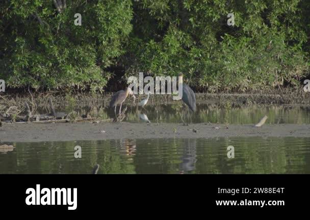 Lesser Adjutant Stork (Leptoptilos javanicus) eat fish and perched in a ...