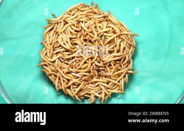 mealworms , mealworms on a green background. superworm isolated | larva ...
