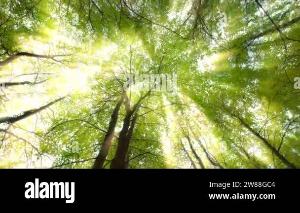 Spruce forest view from below. Circular motion of the camera. The rays ...
