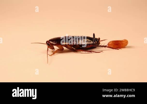 In female Smooth Cockroach, normal abdominal contractions occur ...