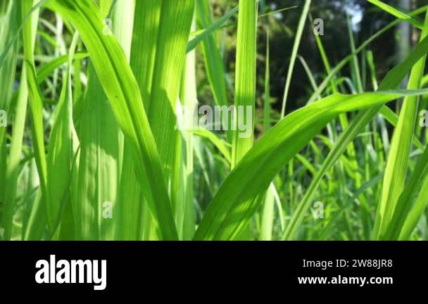 Pennisetum purpureum (also called elephant grass, naper grass, Uganda ...