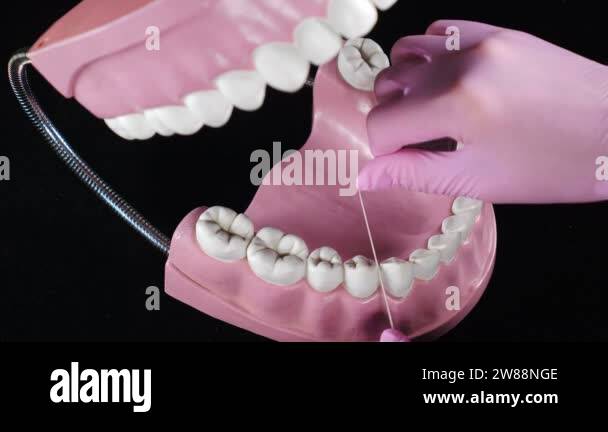 Showing or teaching on model how to care teeth with tooth flossing ...