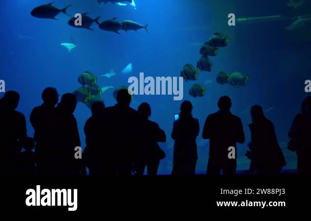 A large group of people in the oceanarium watching fish, rays and ...