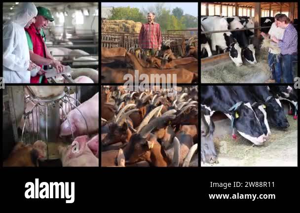 Management and Breeding of Farm Animals Conceptual Video Wall ...
