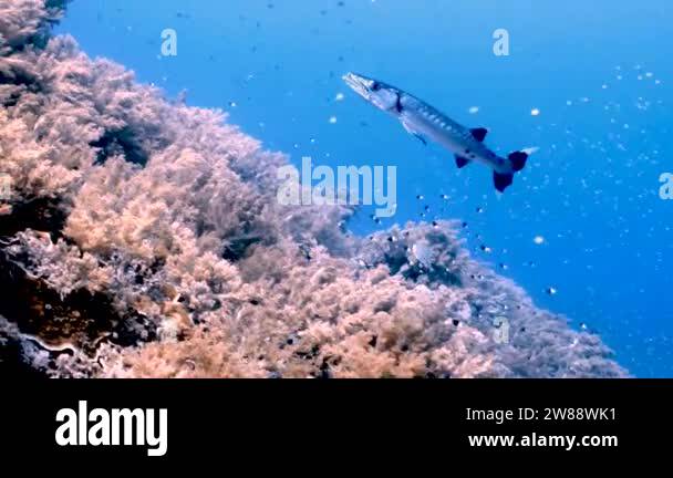 Great barracuda sphyraena Stock Videos & Footage - HD and 4K Video ...