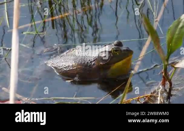American bullfrog croaking Stock Videos & Footage - HD and 4K Video ...