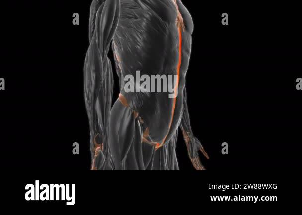 Linea alba Anatomy For Medical Concept 3D Illustration Stock Video ...