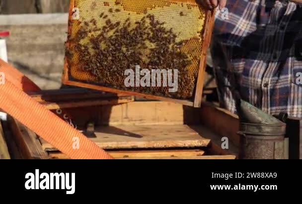 Frames of a bee hive. Beekeeper harvesting honey. The bee smoker is ...