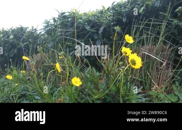 Ranunculus from family ranunculaceae Stock Videos & Footage - HD and 4K ...