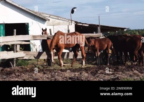 Horse farm breeding and animal husbandry. 4K Slow motion video of ...