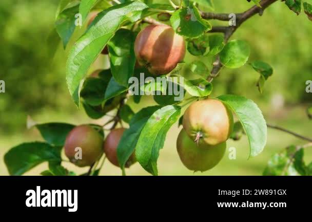 Old english apple varieties Stock Videos & Footage - HD and 4K Video ...