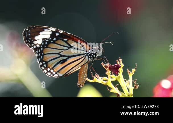 Danaus genutia, the stripped tiger or common tiger, one of common ...