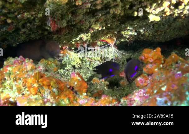 Moray eel atlantic Stock Videos & Footage - HD and 4K Video Clips - Alamy