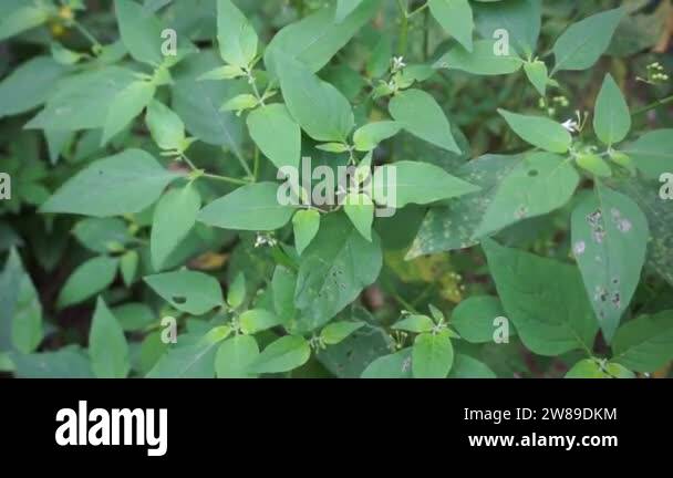 European black nightshade flower Stock Videos & Footage - HD and 4K ...