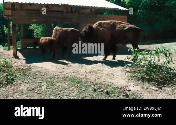 Bison or American bison, cloven-hoofed mammals from the bull tribe. The ...