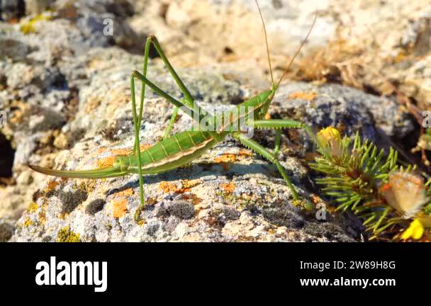Predatory bush cricket, or the spiked magician (Saga pedo, Orthoptera ...