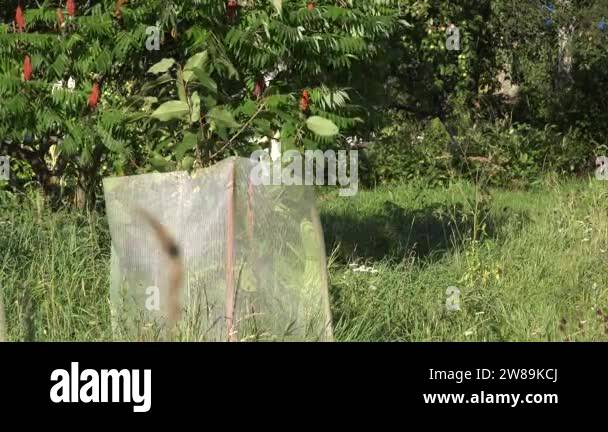 Fruit trees seedlings protected from wild animals with net in rural ...