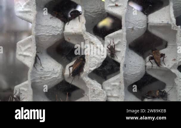 Cricket insect farm Stock Videos & Footage - HD and 4K Video Clips - Alamy