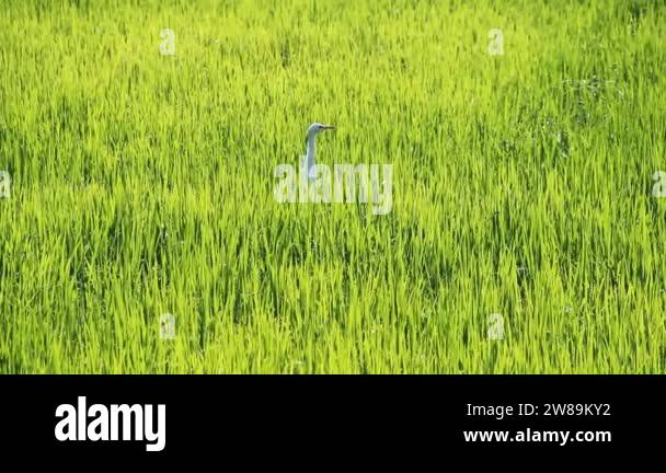 Paddy rice plot Stock Videos & Footage - HD and 4K Video Clips - Alamy