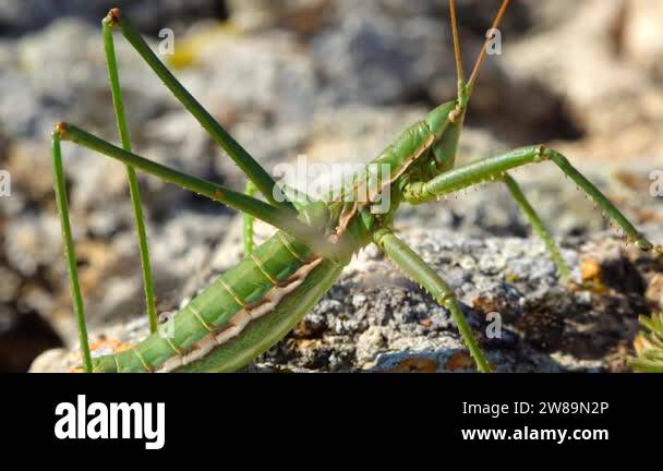 Predatory bush cricket, or the spiked magician (Saga pedo, Orthoptera ...