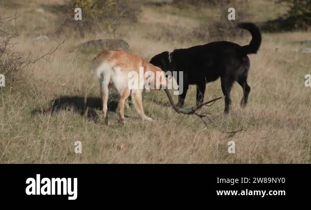 family of two adorable Labrador retriever dogs carrying a tree branch ...