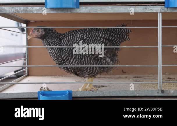 One poultry Stock Videos & Footage - HD and 4K Video Clips - Alamy
