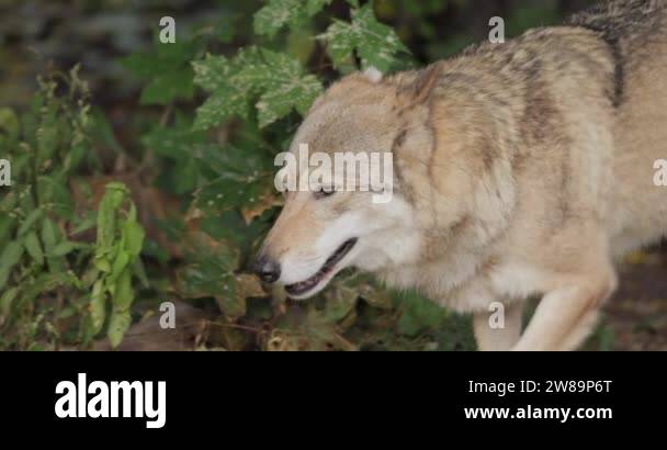 Wolf (Canis lupus), also known as the gray wolf is the largest extant ...