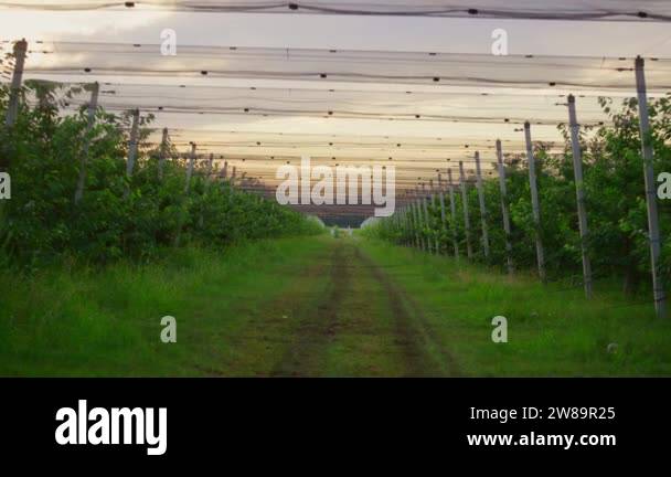 Agronomy farm plantation house without people. Empty garden orchard ...